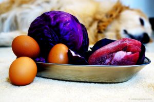 Foods High In Zinc For Dogs | Old Dog Planet